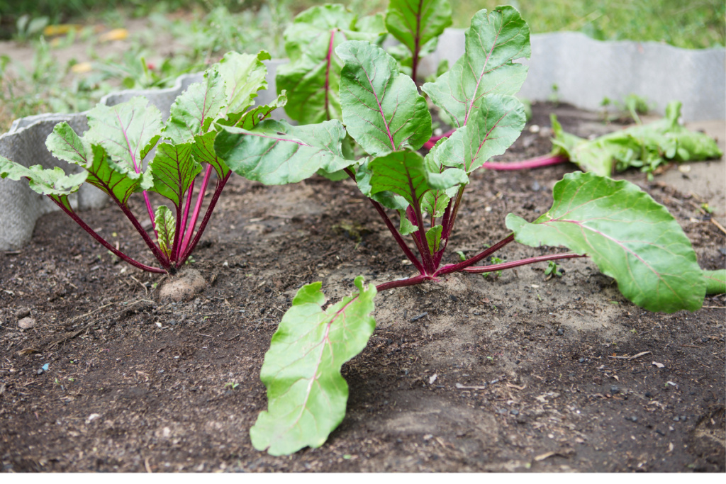 Guia completo para o cultivo da beterraba