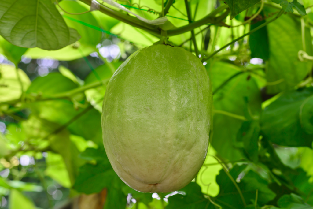 Guia completo para adubar e cultivar maracujá