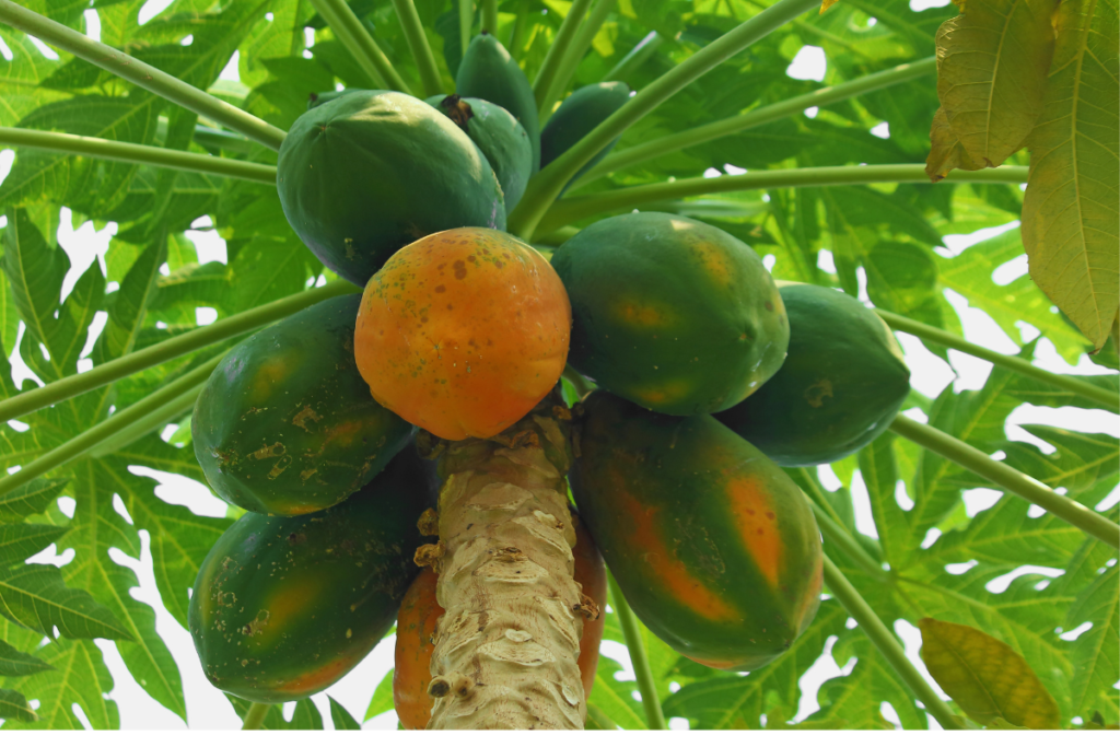 Como cultivar mamão - Guia completo para cultivo do mamão - Pomar e ...