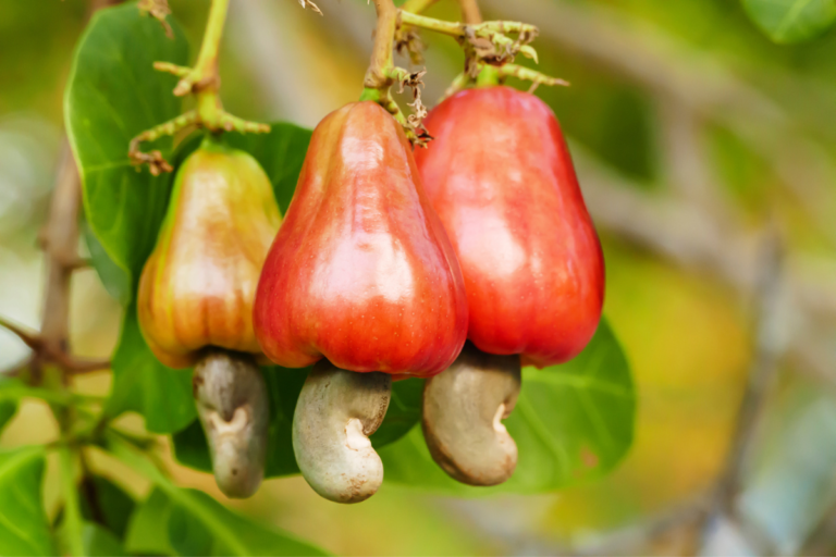 COMO PLANTAR CAJU - PASSO A PASSO COMPLETO