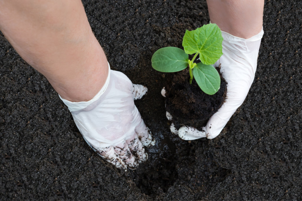 10 Dicas para plantar corretamente sua muda - Pomar e Horta Sustentáveis