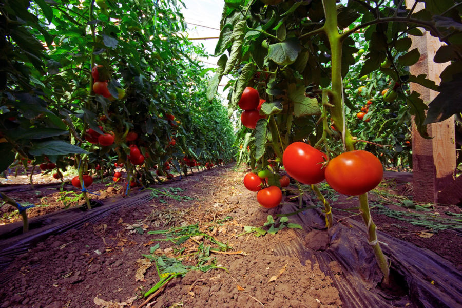A Importância do Ferro para as Plantas