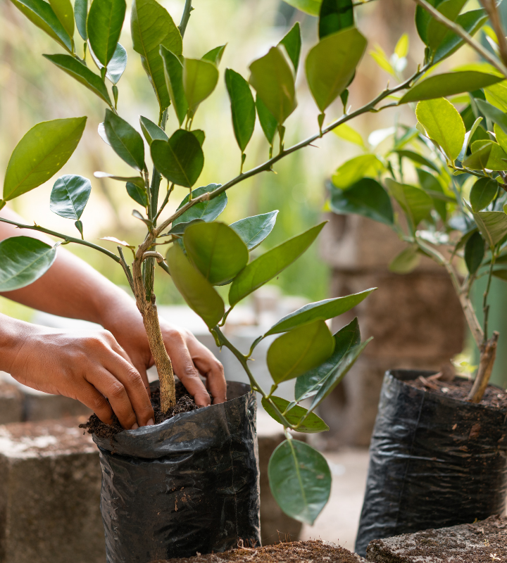 O Poder das Plantas na Transformação do Nosso Ambiente