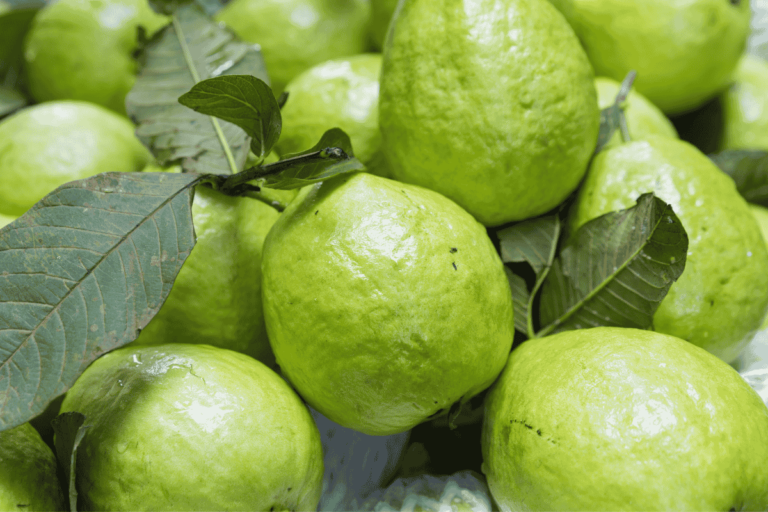 Como fazer a goiabeira frutificar muito e o ano todo - Pomar e Horta ...