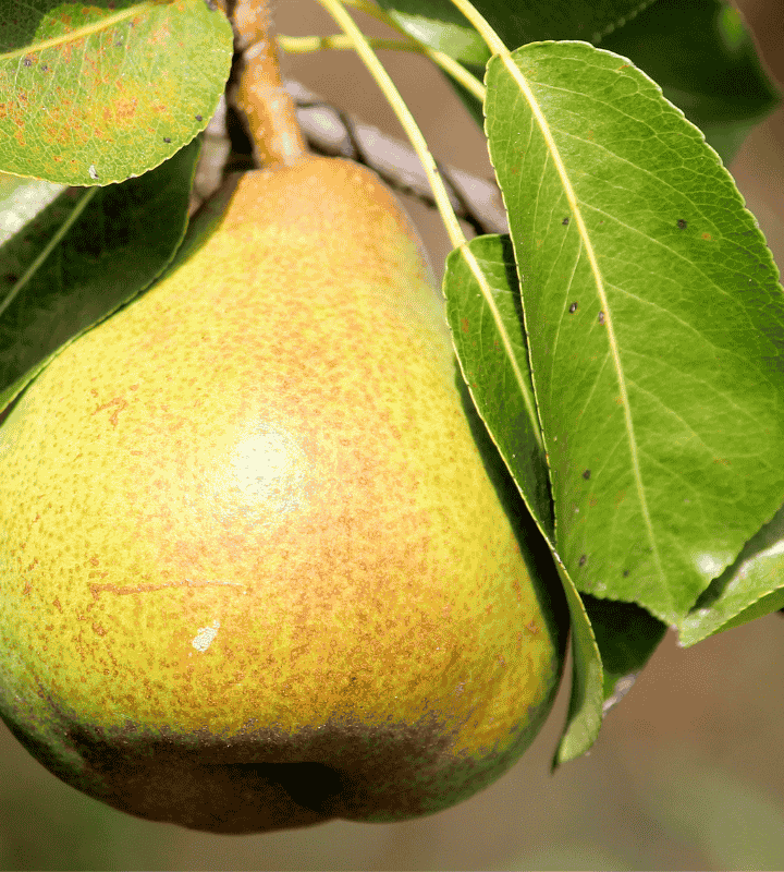 Como plantar pera: guia completo para cultivar essa fruta